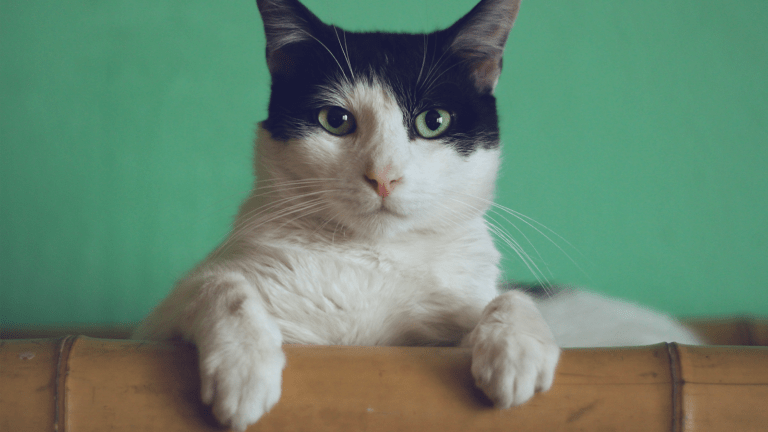 10 Best Cat Apps - Mobile Apps For Cats And Cat Owners