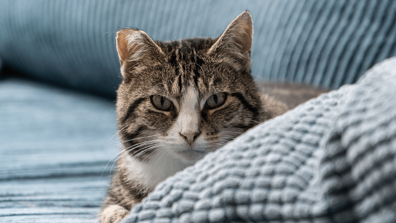 How To Create A Great Cat Adoption Profile