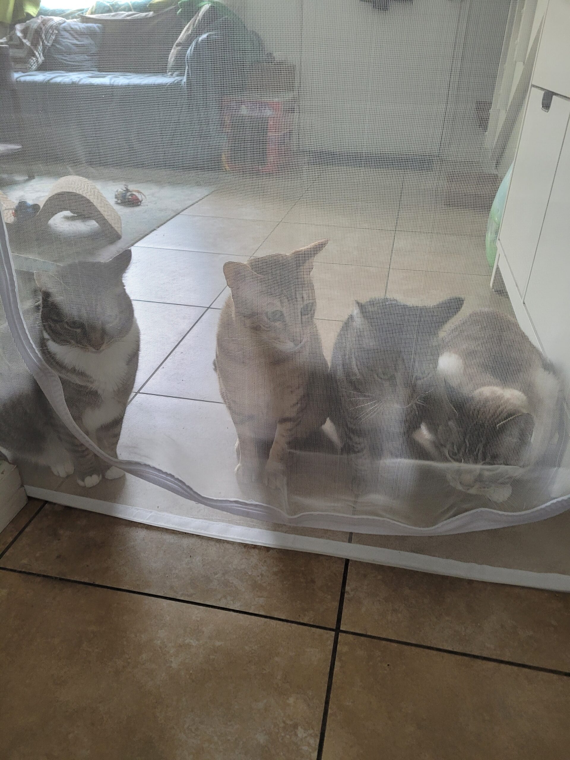 How to Create a Cat Foster Room