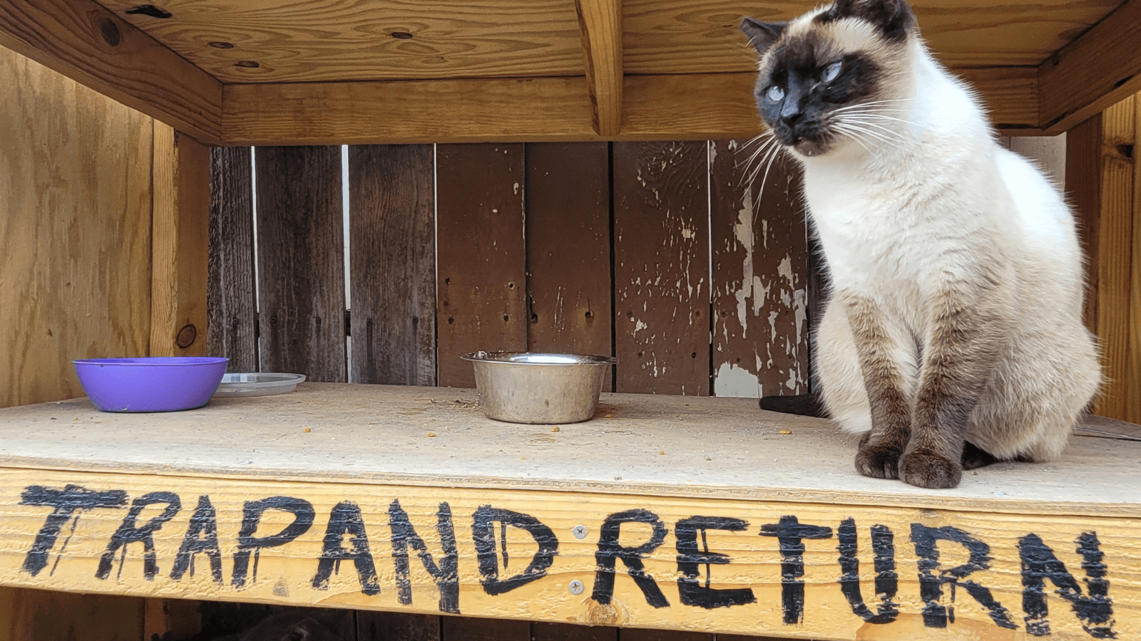 What is TNR? - Trap and Return