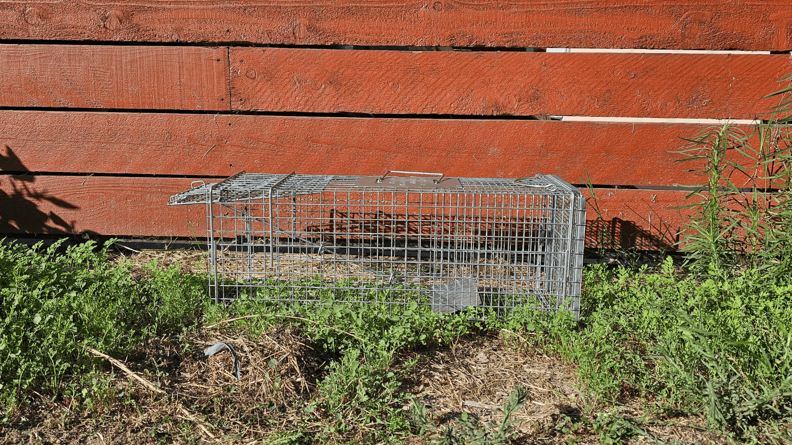 Tomahawk Cat Trap Review - Trap and Return