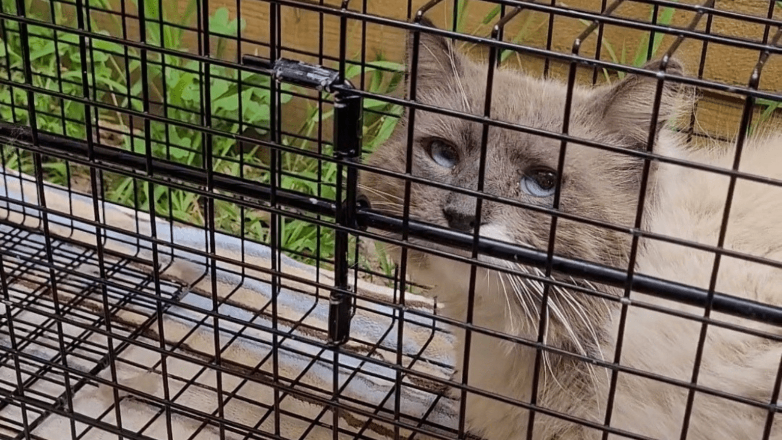 How To Trap A Difficult Cat - Catching A Feisty Feline