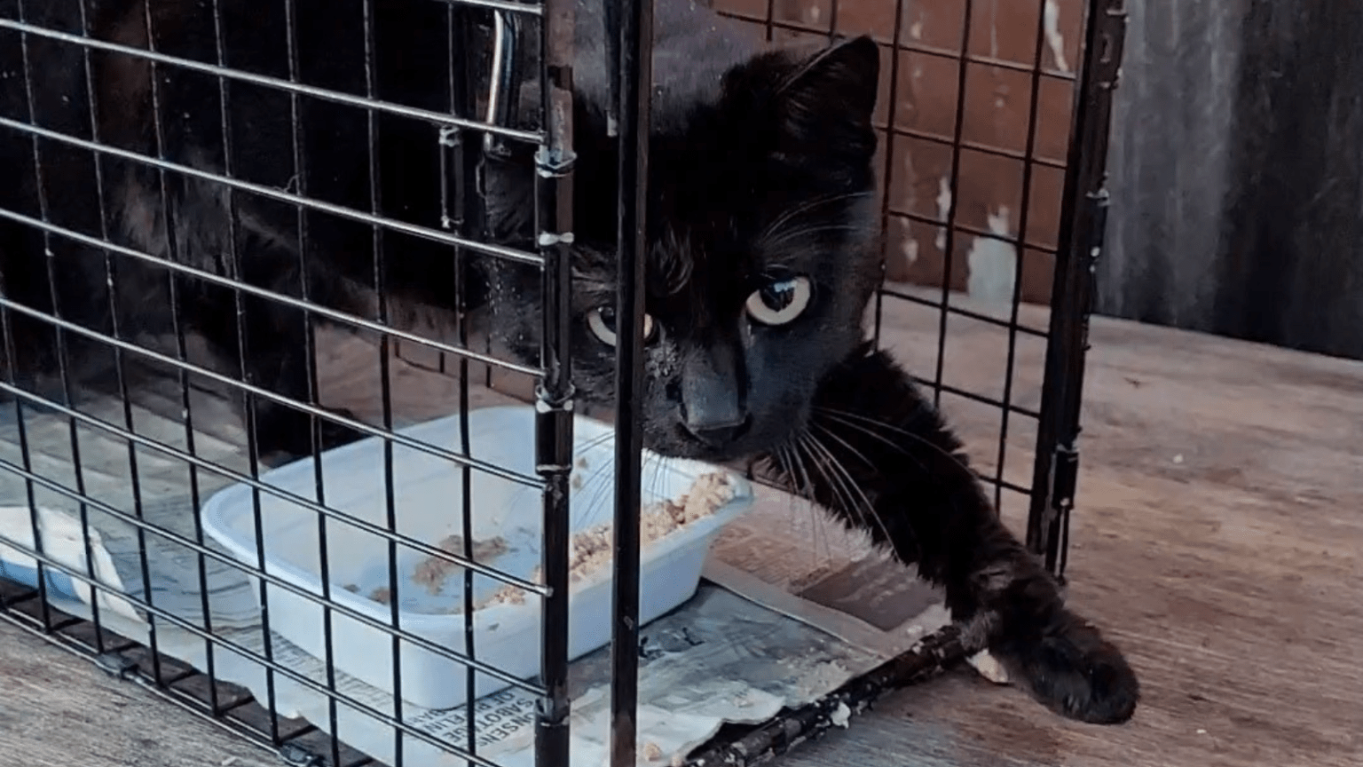 How To Trap A Difficult Cat - Catching A Feisty Feline