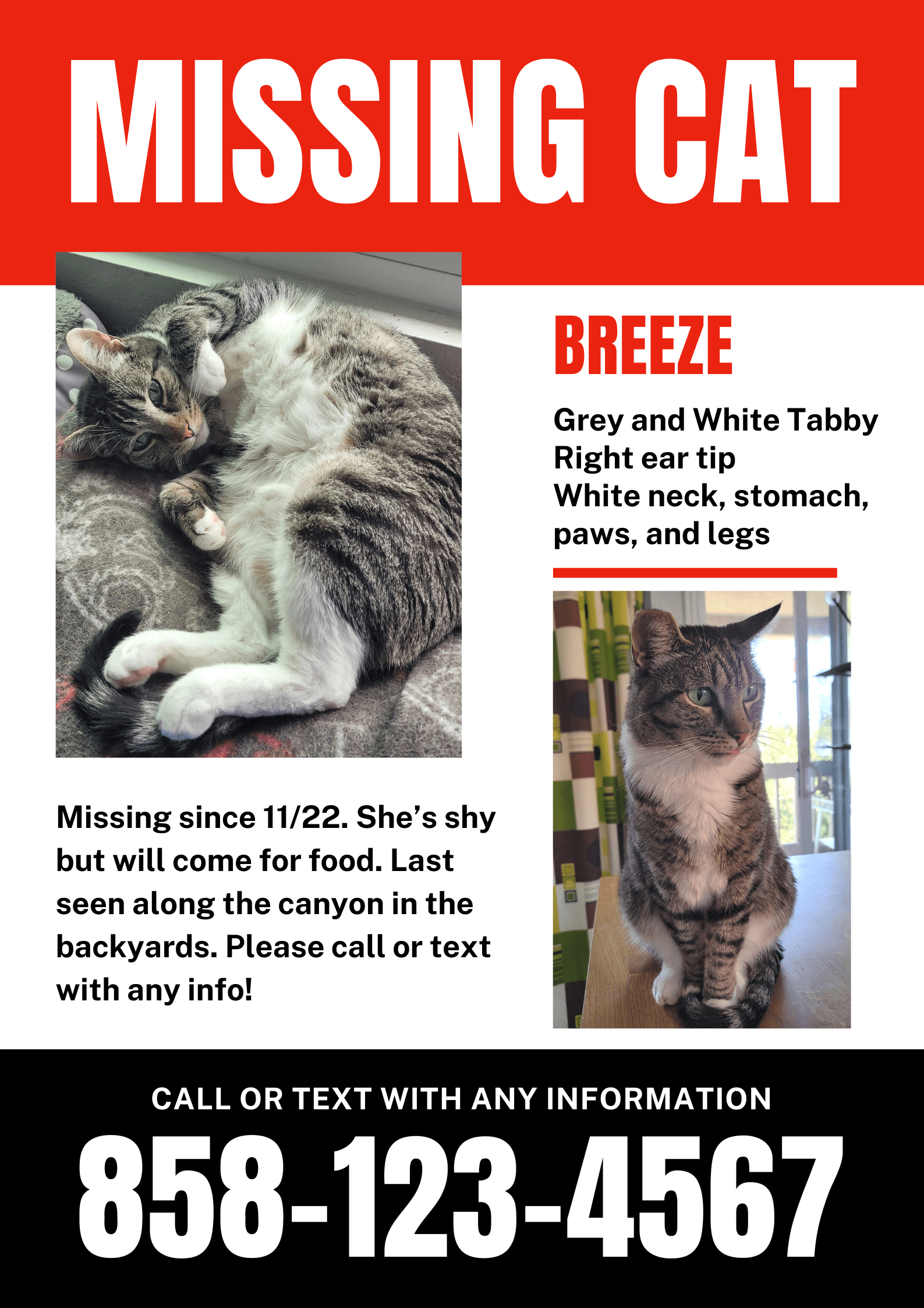 What To Do If Your Cat Goes Missing